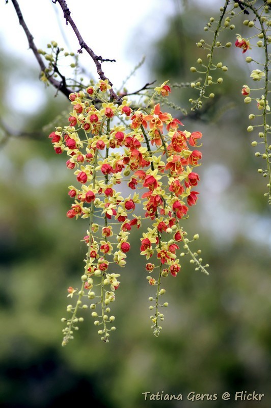 Leichhardt Bean (Plants of Central Queensland) · iNaturalist
