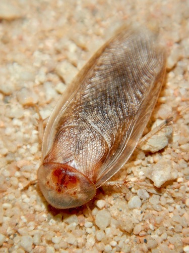 desert cockroach (Cockroaches and Termites of the United States ...