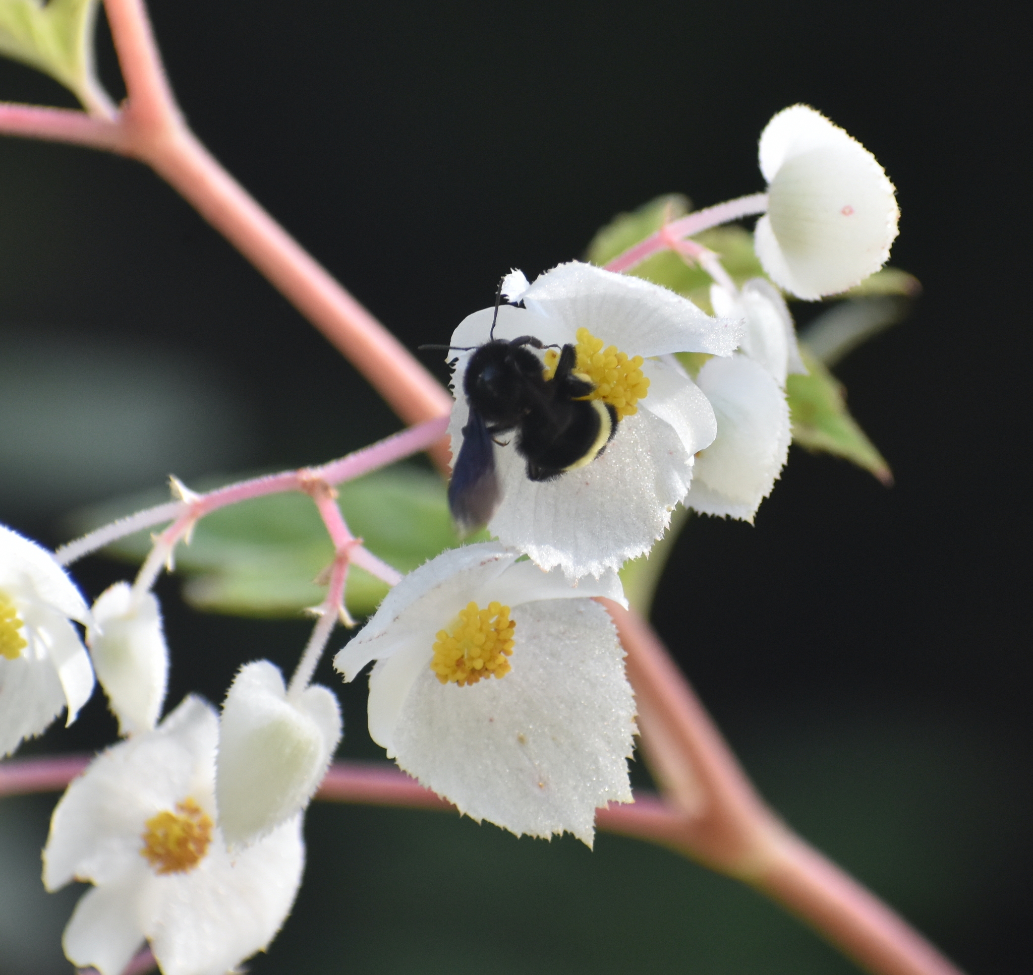 Bombus mexicanus Cresson, 1879