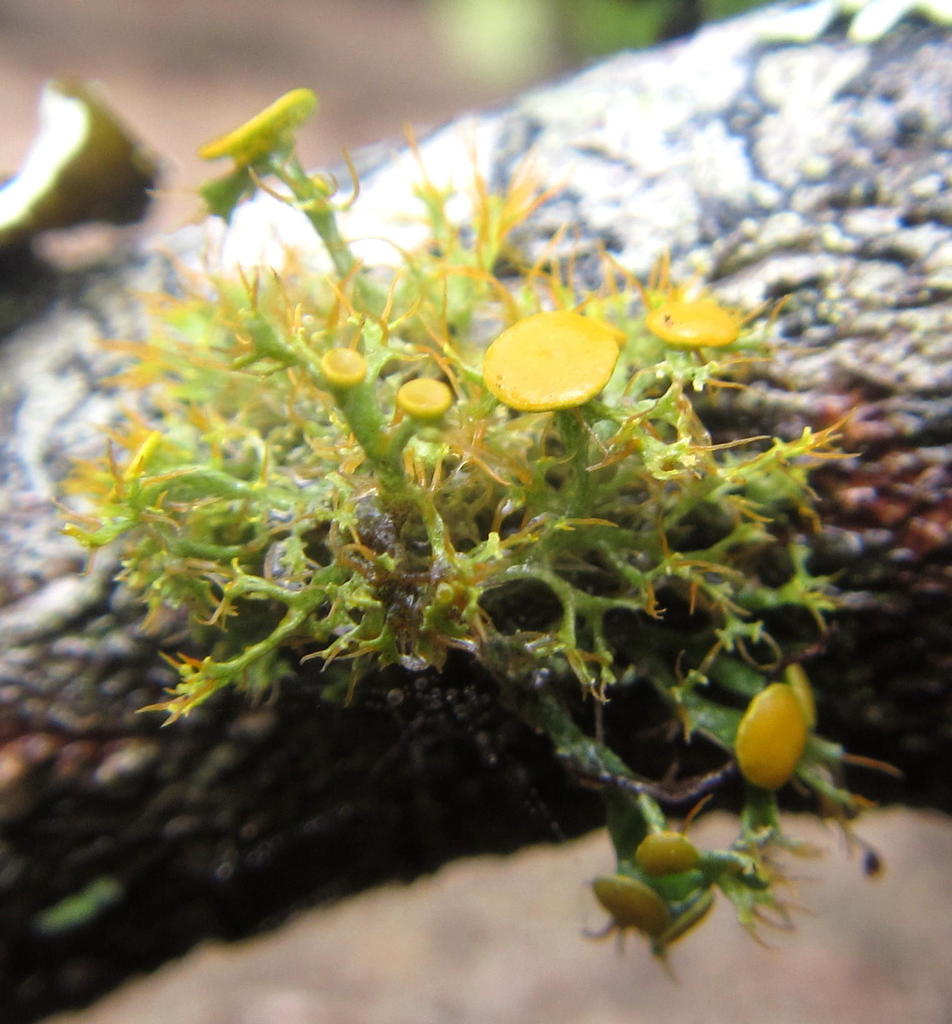 Mat Hair Lichen (Fungi of southern Africa) · iNaturalist