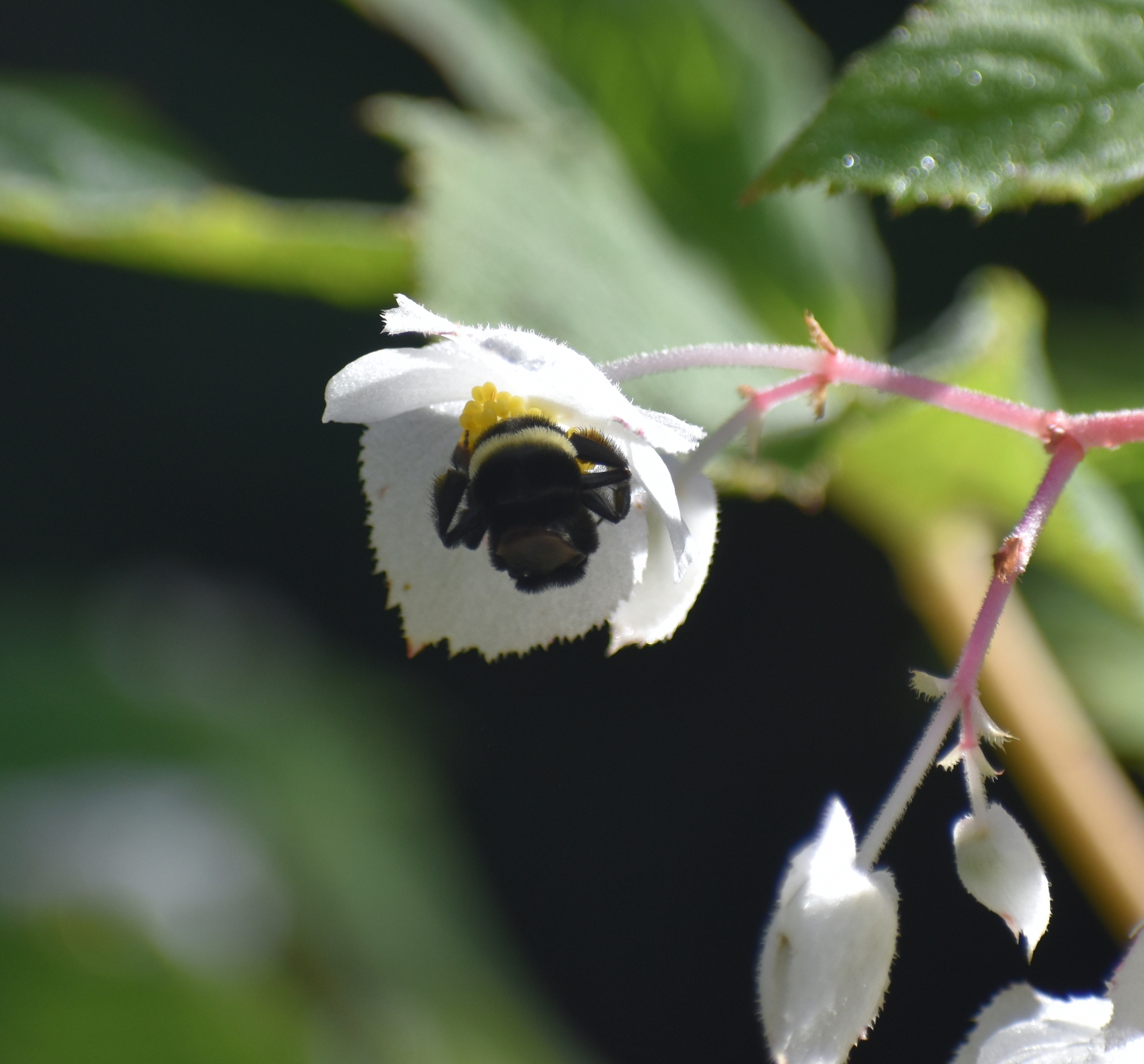 Bombus mexicanus Cresson, 1879