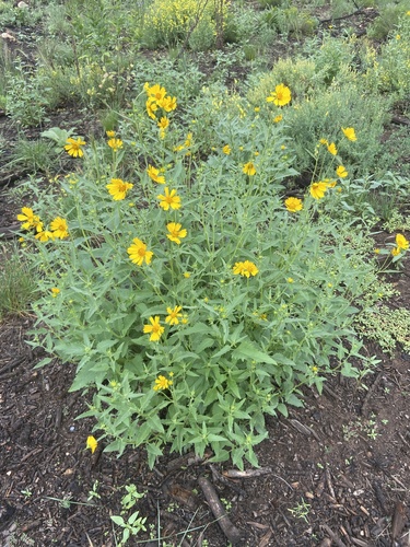 Observations by logan-berner · iNaturalist