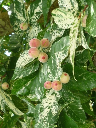 Mosaic Fig (Ficus aspera) · iNaturalist