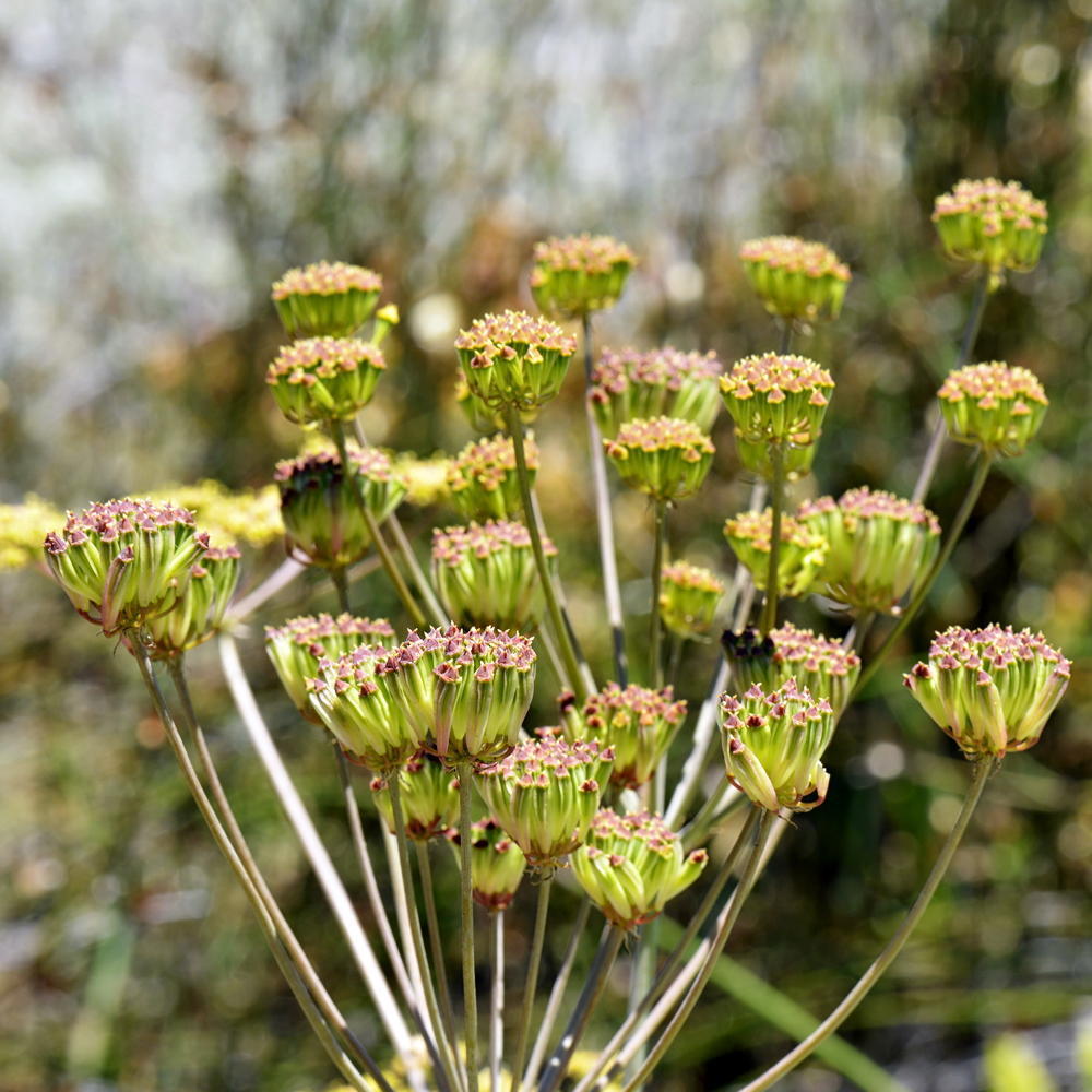 Wild Aniseroot (Boland Granite Fynbos) · iNaturalist