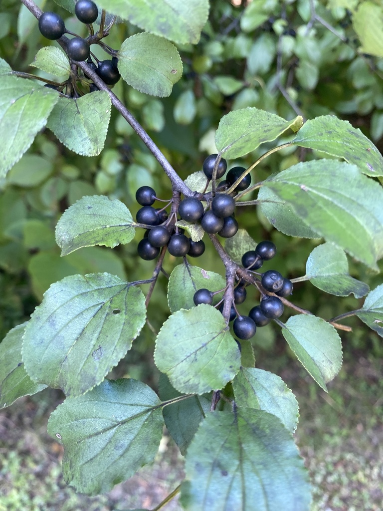 common buckthorn (Rhamnus cathartica) - Botanical Realm