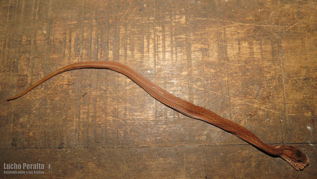 Keeled Sepia Snake from Mercedes, Corrientes, Argentina on December 14 ...