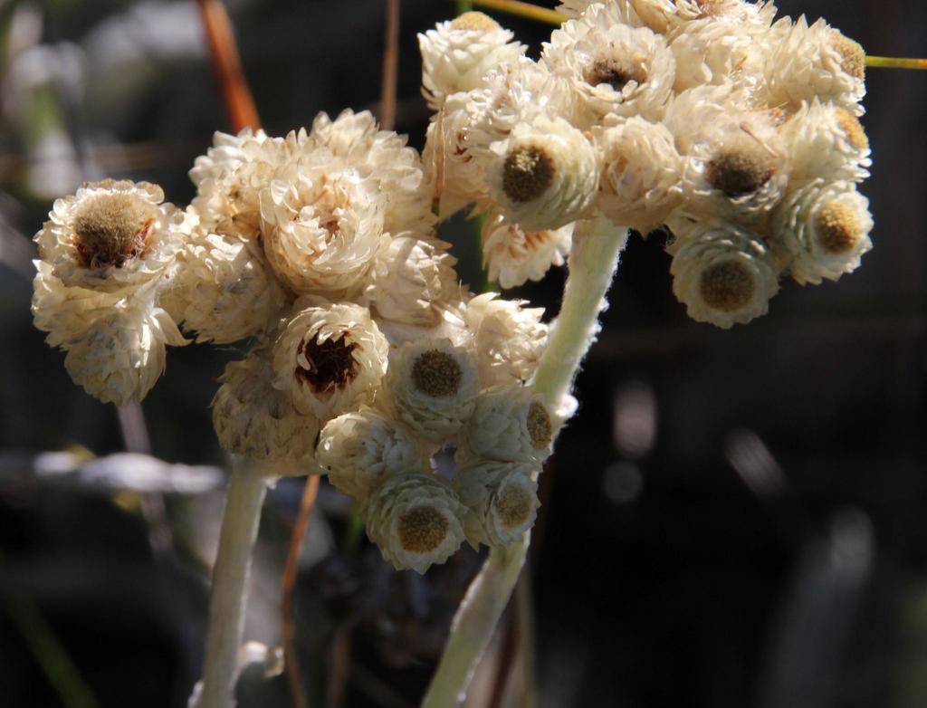 Grand Everlasting (Helichrysum grandiflorum) - Botanical Realm