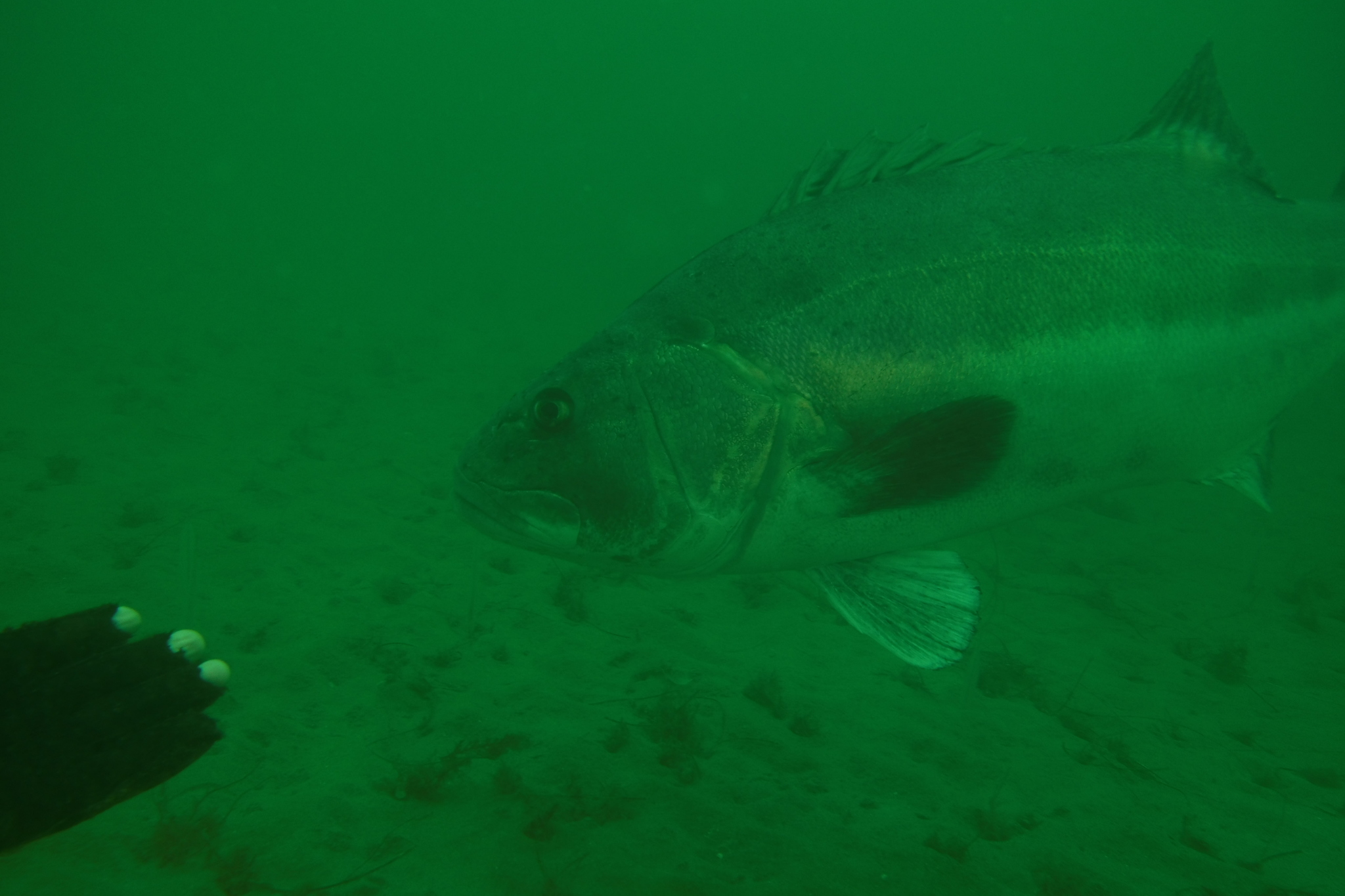 Polyprionidae