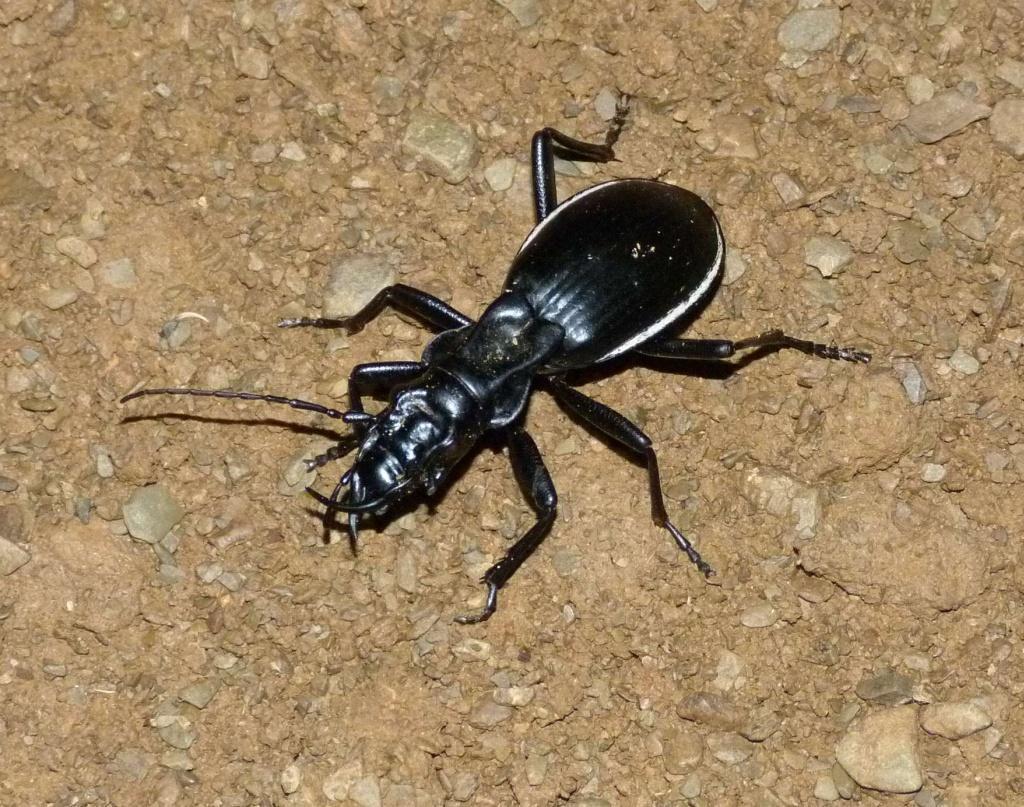 Anthia cinctipennis from Farm Kyffhäuser, Maltahöhe, Namibia on ...