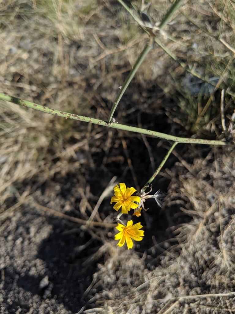 Rush Skeletonweed from Eagle, ID 83616, USA on August 29, 2021 at 09:54 ...