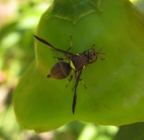 Lesser Cucurbit Fly (Didacus ciliatus) · iNaturalist