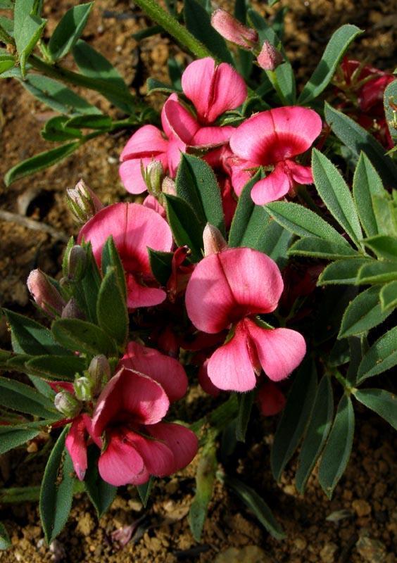 Thick Indigo (Enseleni Nature Reserve - Plants) · iNaturalist