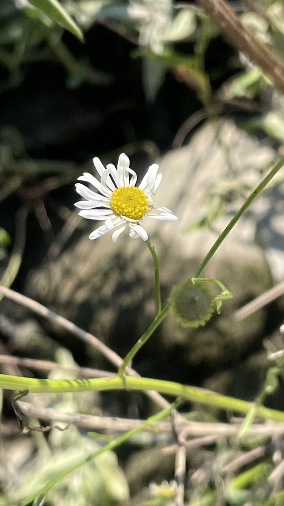 false aster in August 2021 by Christopher Tracey · iNaturalist