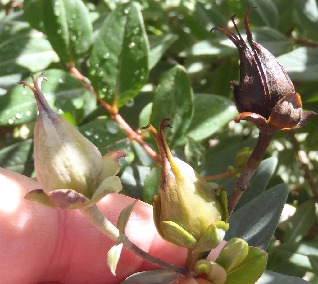 Large-Leaves St John's Wort (Hypericum roeperianum) - Botanical Realm