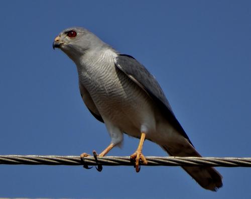 Southern African shikra (Subspecies Tachyspiza badia polyzonoides ...