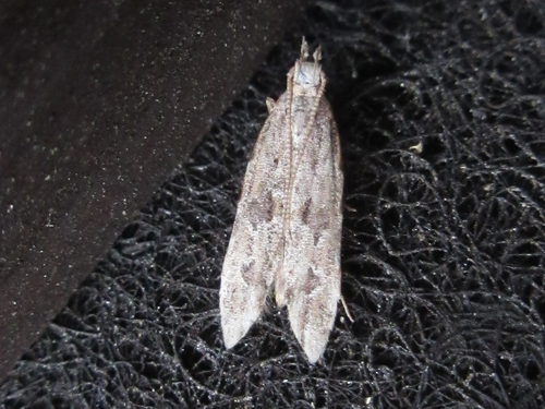 Dendrophilia leguminella · iNaturalist