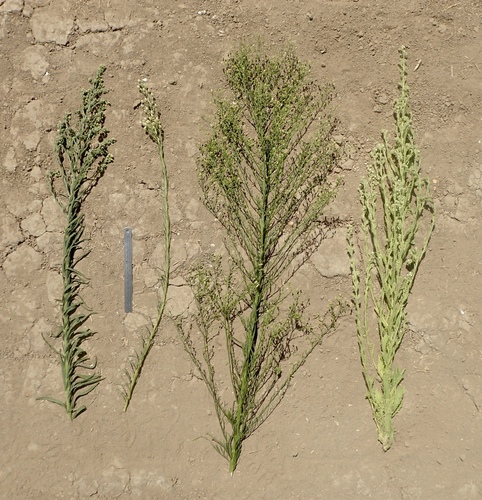 horseweed (Plants of Rosewood Nature Study Area) · iNaturalist