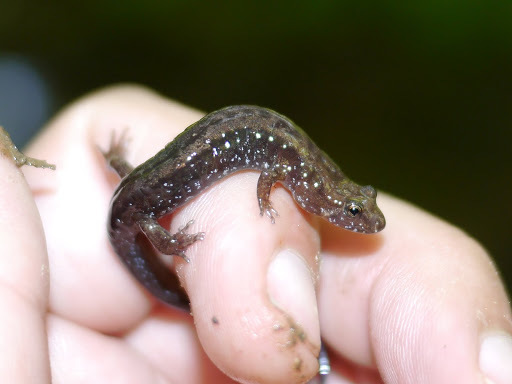 Allegheny Mountain Dusky Salamander from Dolly Sods Wilderness ...