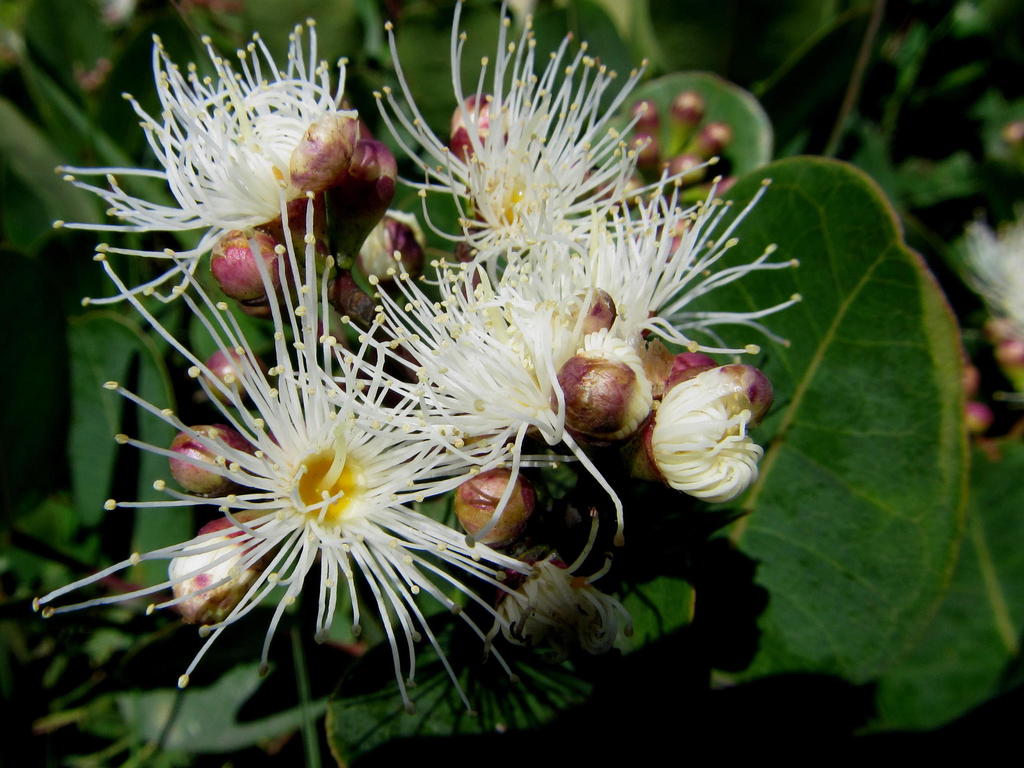 Water Berry (Syzygium cordatum) - Botanical Realm