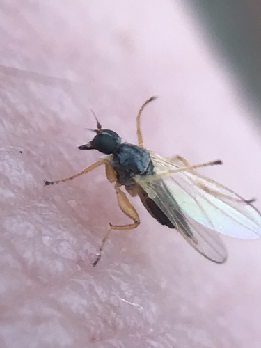 Platypalpus ecalceatus · iNaturalist