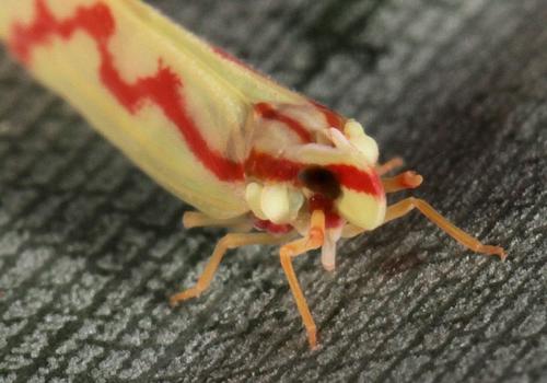 Genus Robigus · iNaturalist