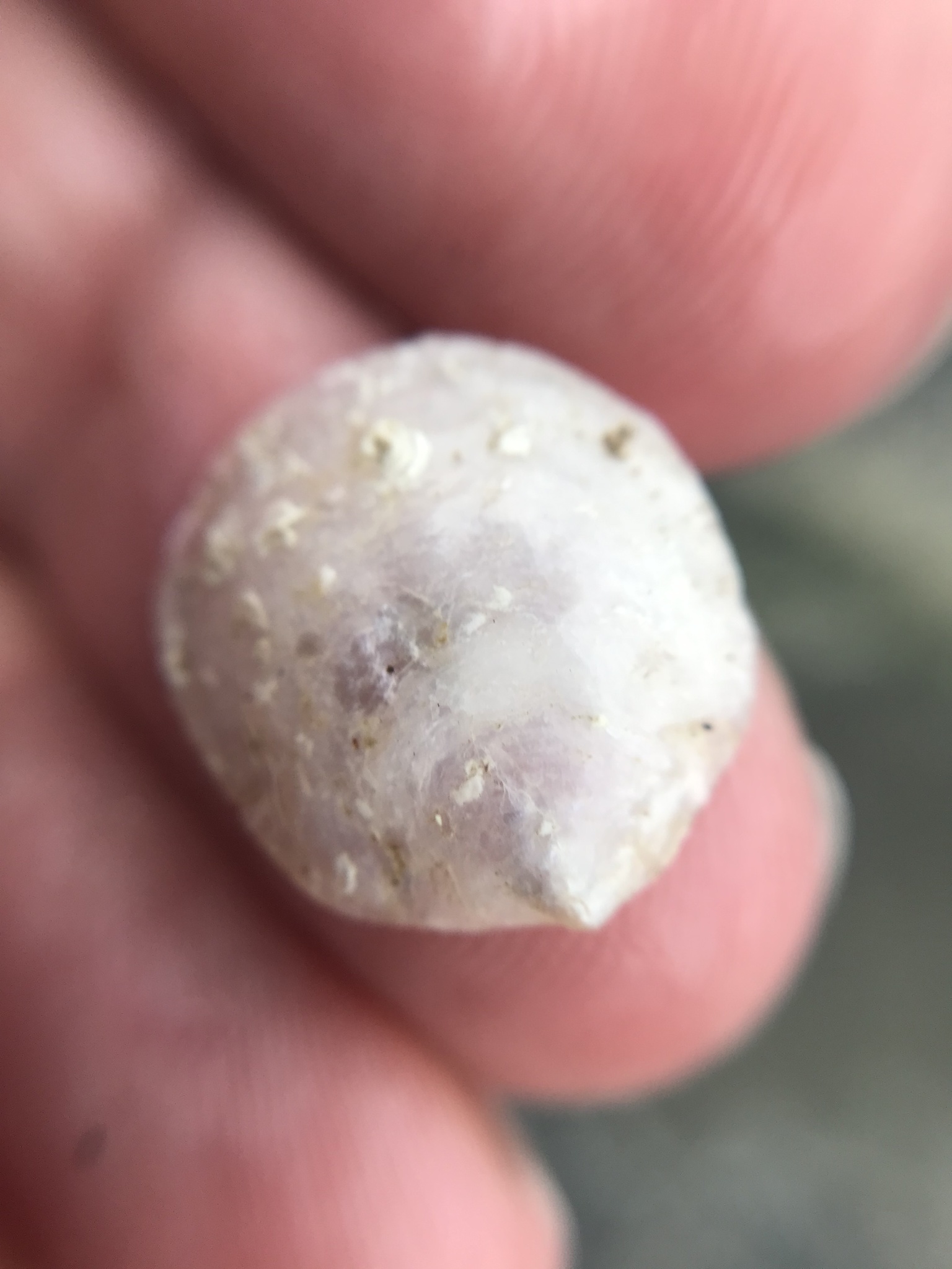 Heteranomia squamula (Linnaeus, 1758)