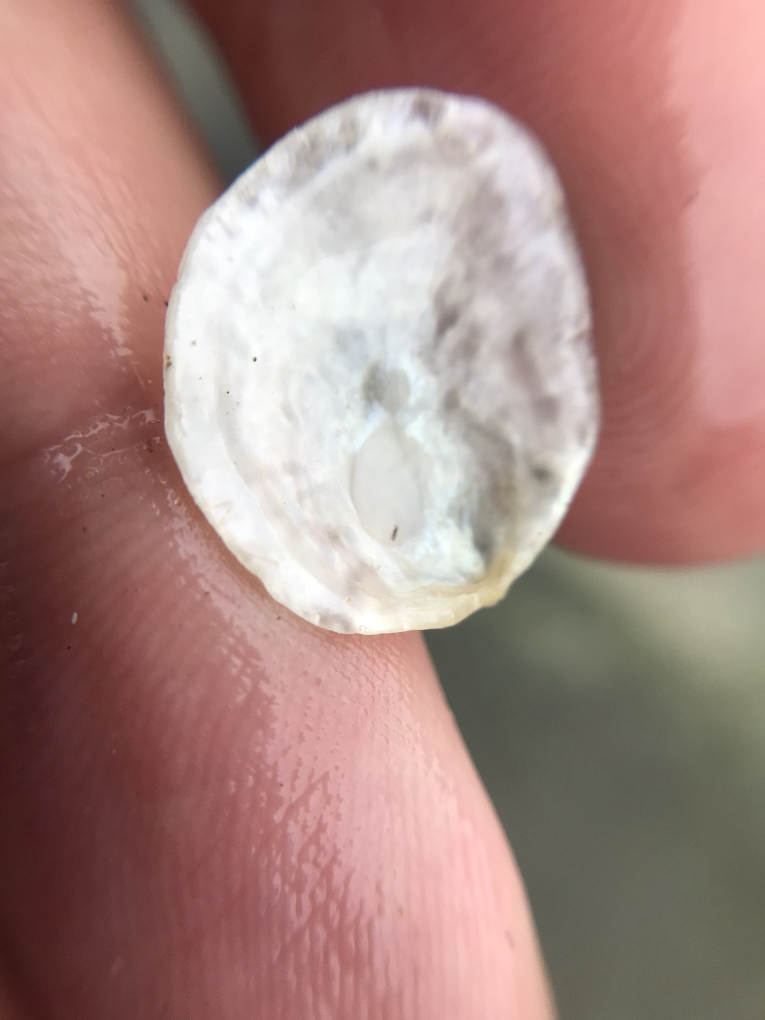 Heteranomia squamula (Linnaeus, 1758)