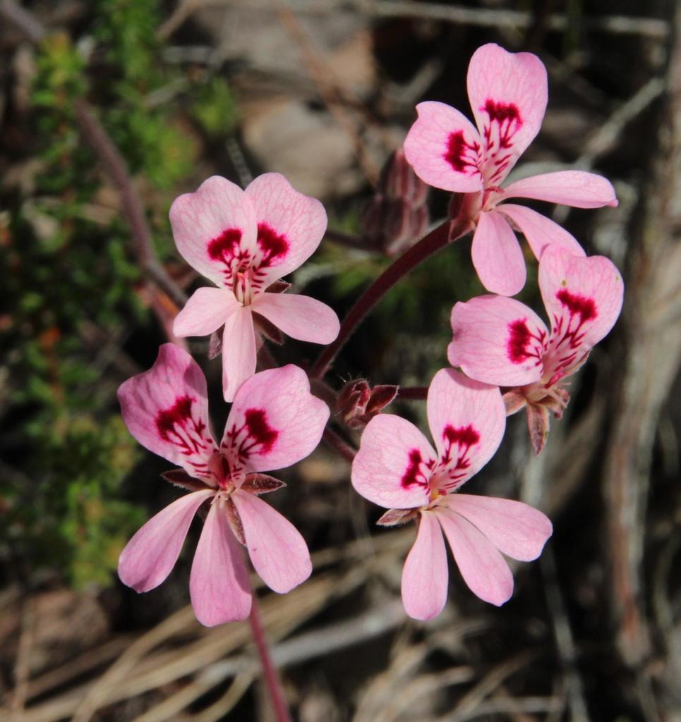 Feather-red Storksbill (Plants of the Tygerberg Nature Reserve ...