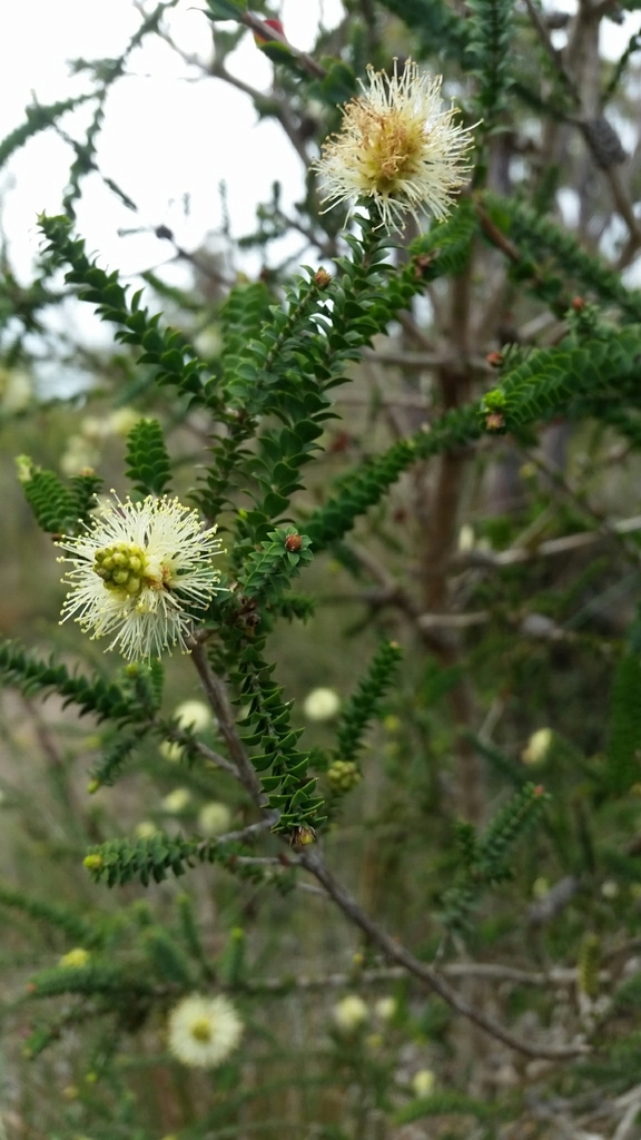 (Melaleuca densa) - Botanical Realm