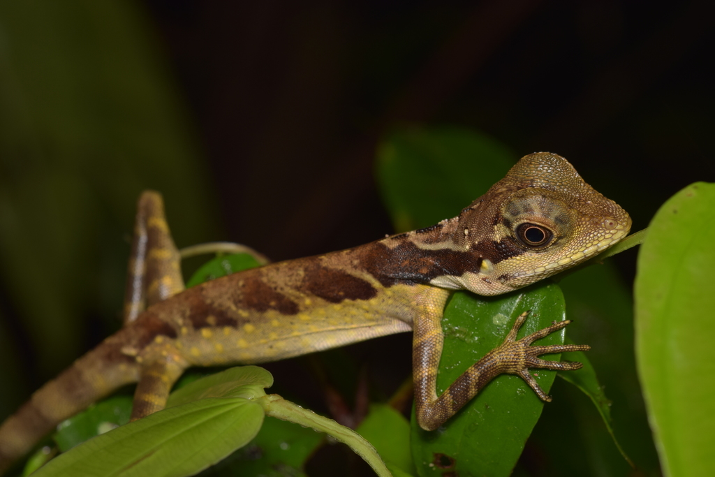 Malayan Crested Lizard from Sintang Regency, West Kalimantan, Indonesia ...