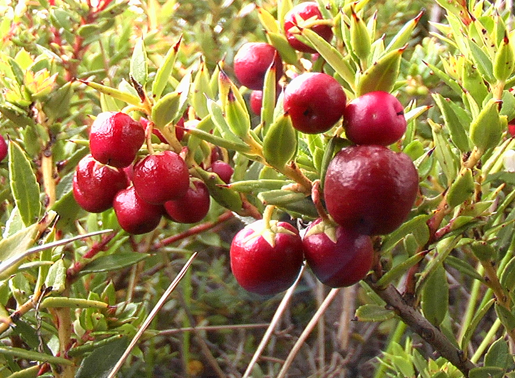 Chaura (Naturaleza en el Refugio del Agua-Mallín de Barrio Norte-VLA ...