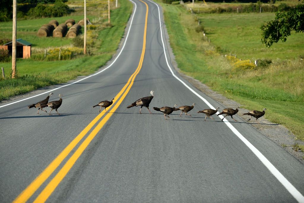 Wild Turkey in August 2021 by Troy Parla · iNaturalist