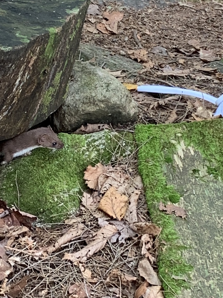 Canadian Stoat (Mustela richardsonii richardsonii) - Know Your Mammals