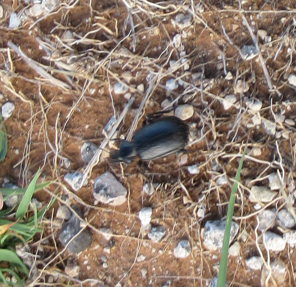 Black Caterpillar Hunter from CR 119, Mitchell County, TX, USA on ...