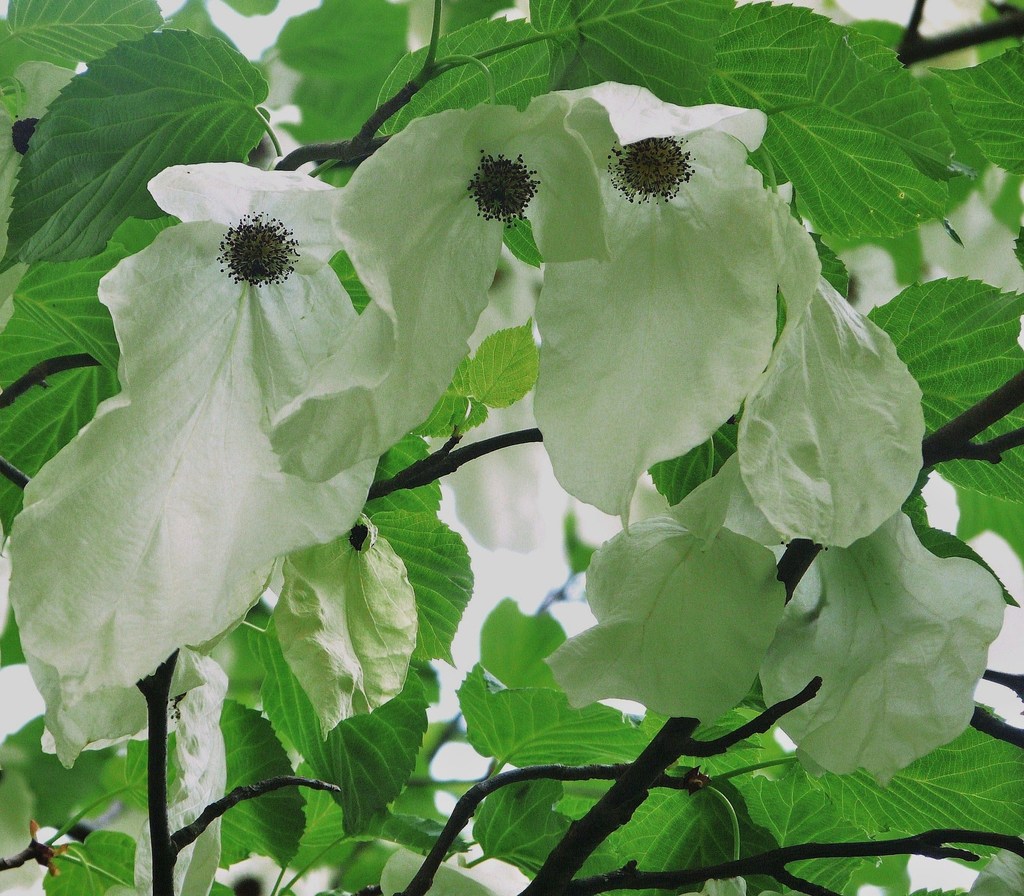Dove tree (Plants of the Knoxville Botanical Garden and Arboretum ...