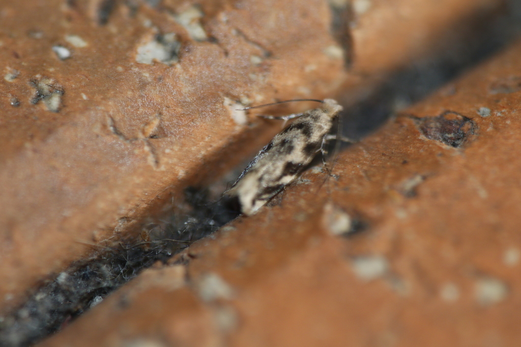 Erechthias from hong kong univer on April 15, 2018 at 04:35 PM by Colin ...