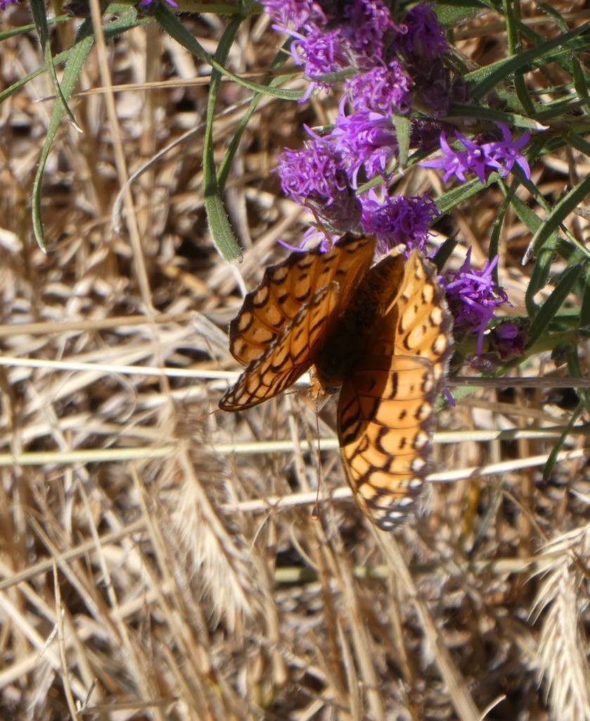 Edwards's Fritillary from Medicine Hat, AB, Canada on August 29, 2021 ...