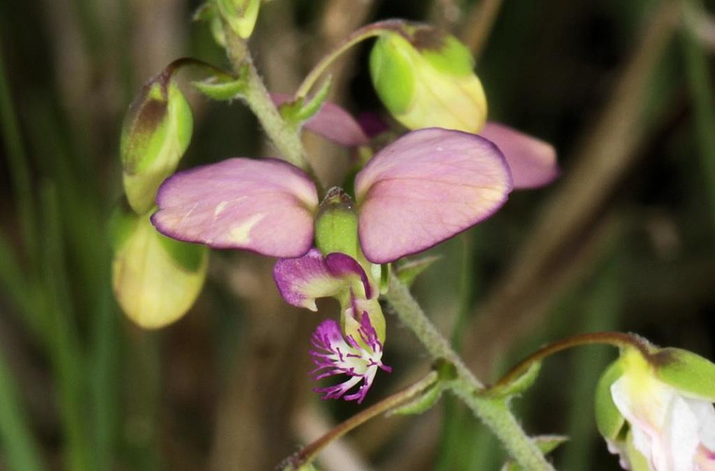 Polygala sphenoptera (Polygala species of Mpumalanga and Limpopo ...