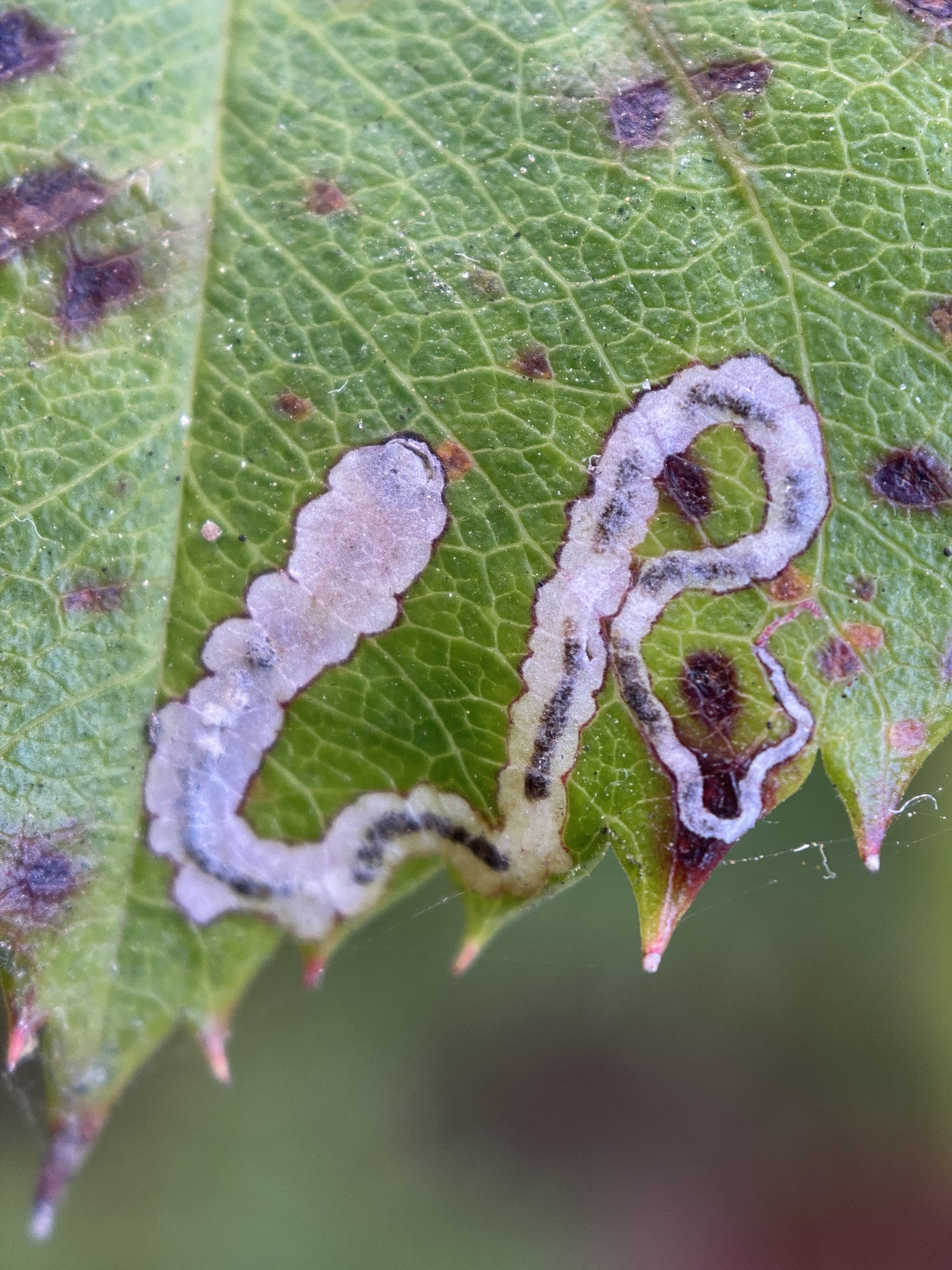 Stigmella centifoliella (Zeller, 1848) Beirne, 1945