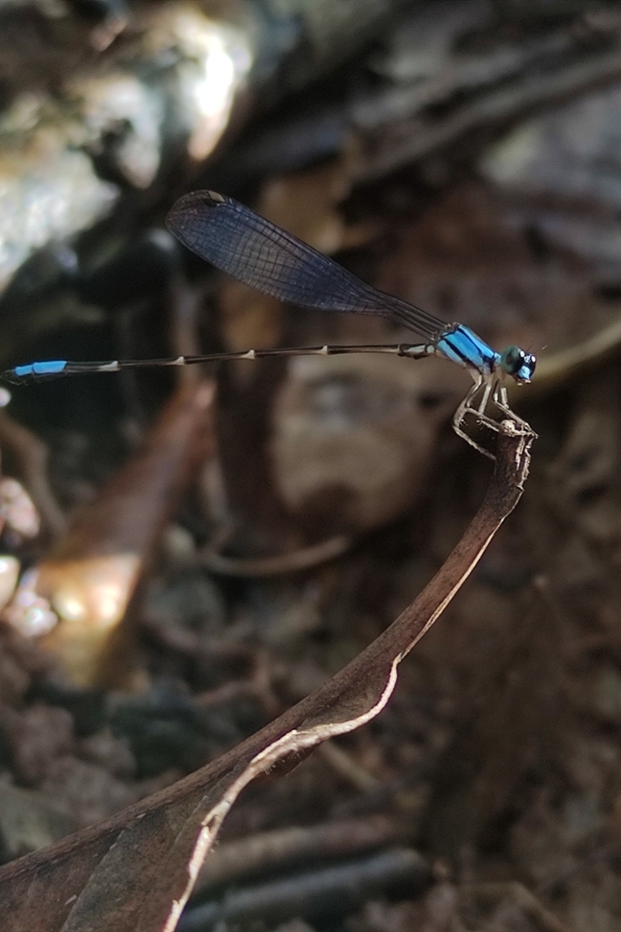 Palaemnema from UMA Black Mountain on August 28, 2021 at 11:11 AM by ...