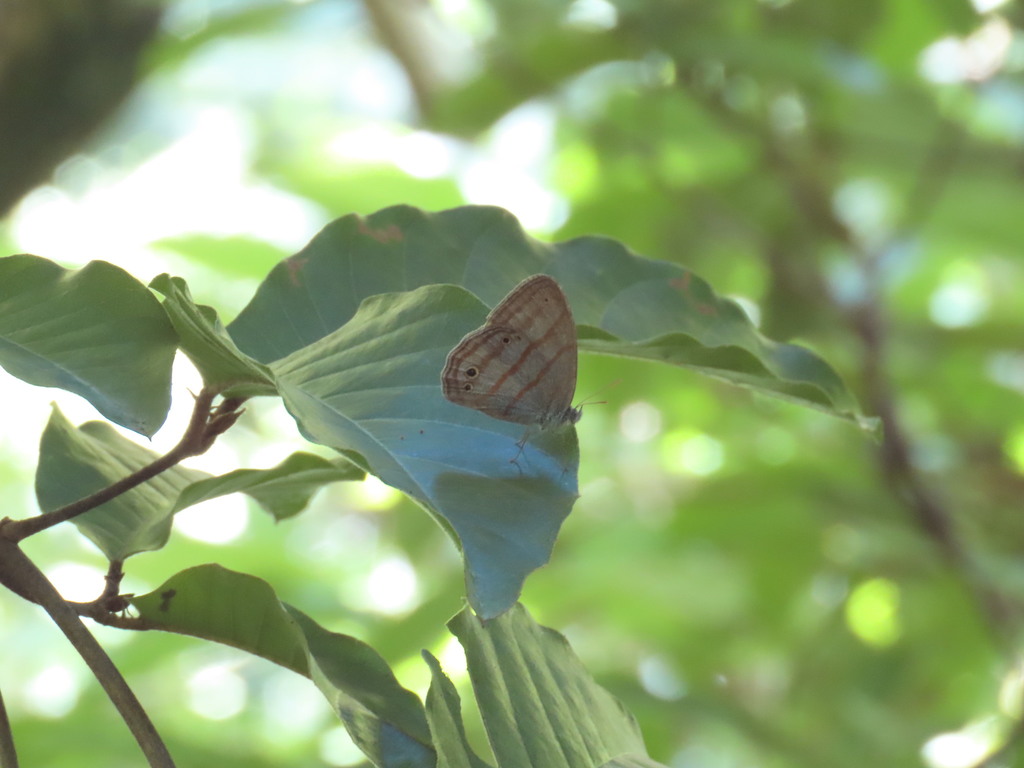 Dirty-blue Satyr from Villa Corzo, Chis., México on August 24, 2021 at ...