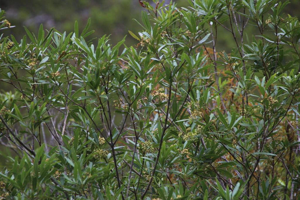 Witels (Platylophus trifoliatus) - Botanical Realm