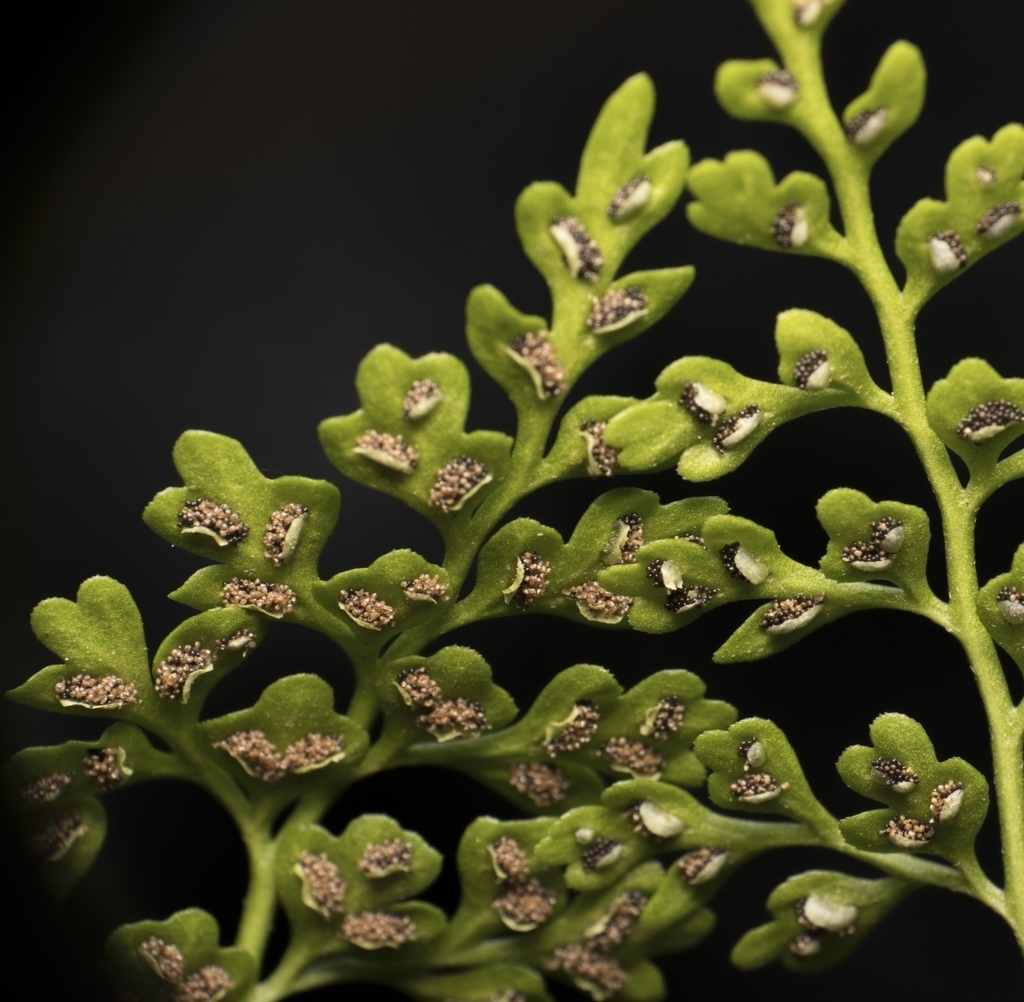 Asplenium dareoides (Plantas comunes en jardines del Noroeste de la Patagonia Argentina ...