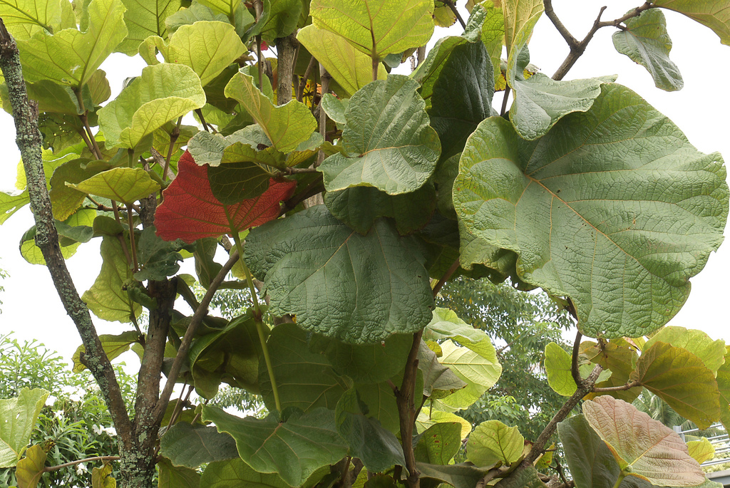 grandleaf sea grape (Coccoloba pubescens) - Botanical Realm