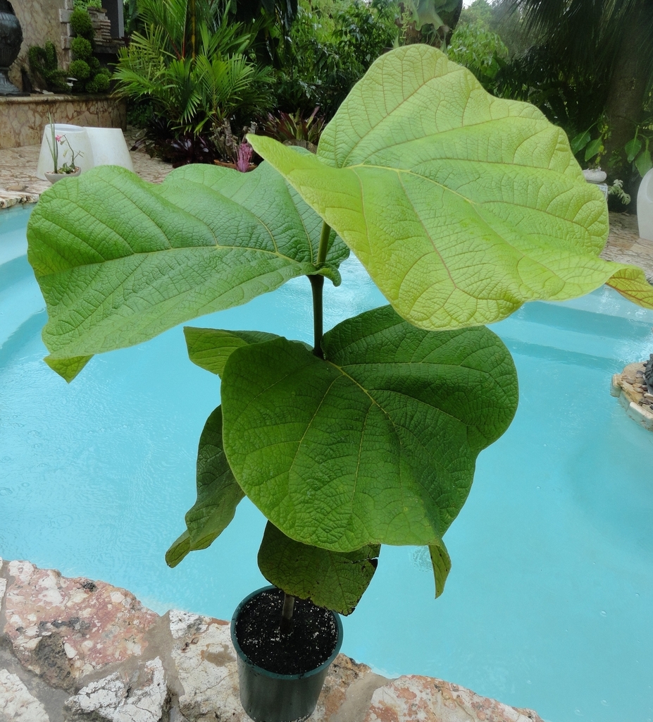 grandleaf sea grape (Coccoloba pubescens) - Botanical Realm