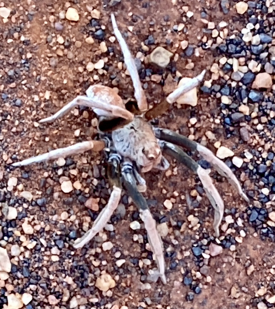 Two-toned wolf spider in August 2021 by Loxley Fedec · iNaturalist