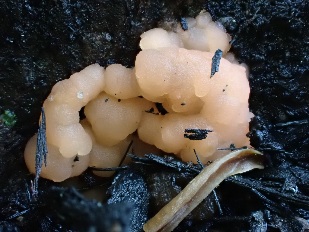 Pyronema omphalodes from Jack River VIC 3971, Australia on August 30 ...