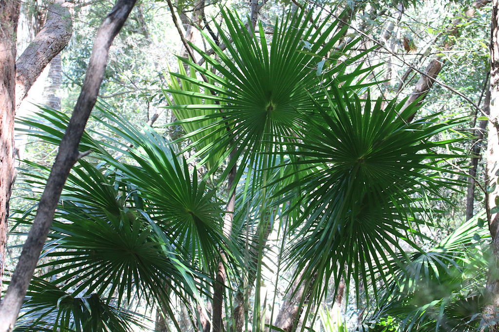 Australian Fan Palm (Livistona australis) - Botanical Realm