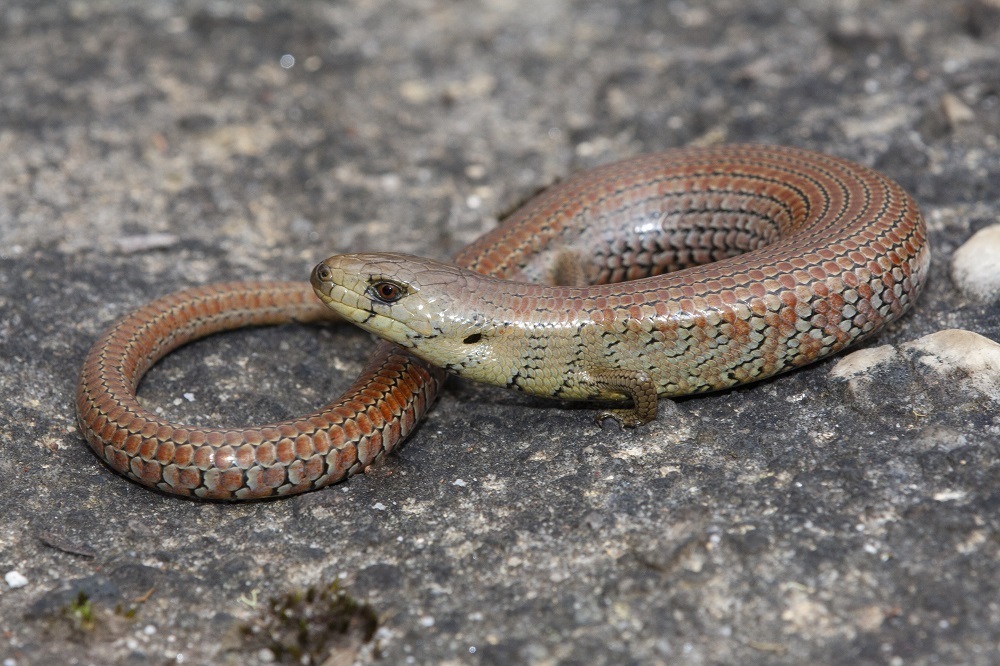 Mainland Sheoak Skink from Mount Keira, NSW on December 24, 2010 at 04: ...
