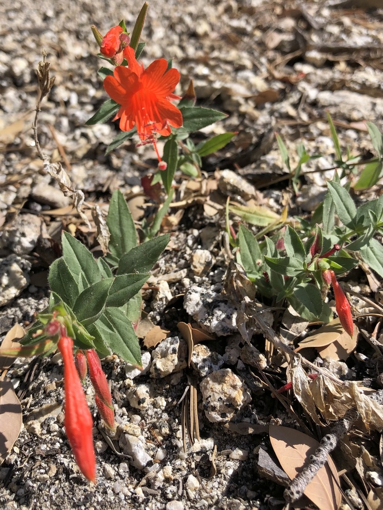 Hummingbird trumpet from National Monument Visitor Center, Mountain ...